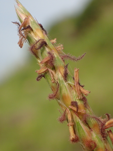 Ischaemum aristatum · iNaturalist