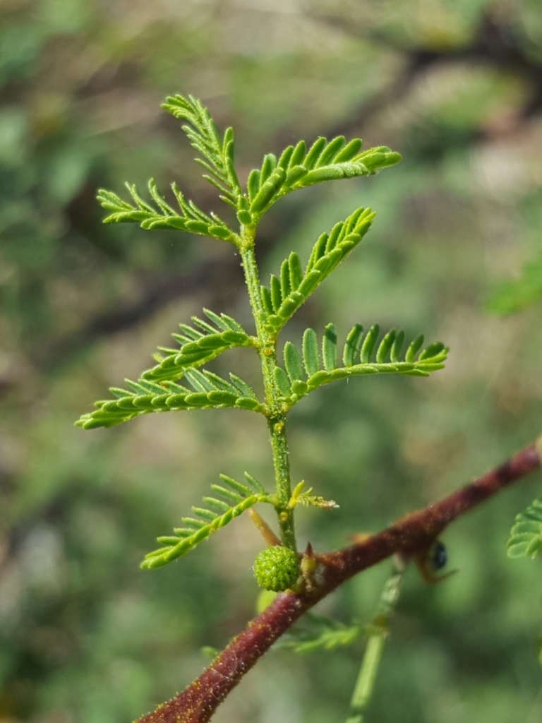 whitethorn acacia (Vachellia constricta) - Botanical Realm