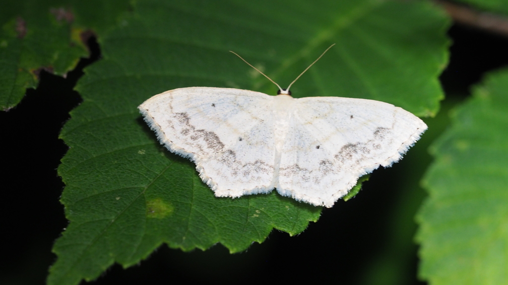 Large Lace-border Moth from 9701 W College Ave, Franklin, WI 53132, USA ...