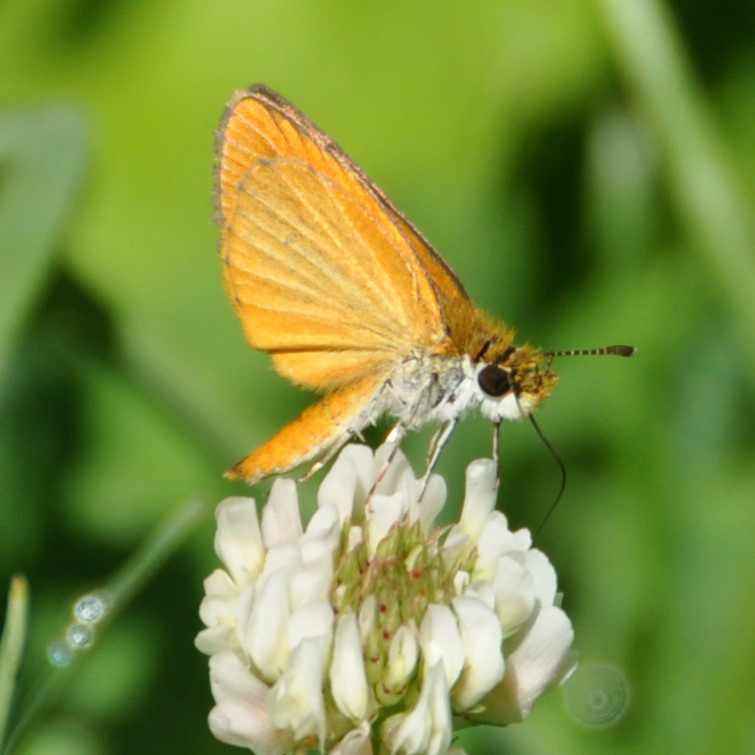 Ottoe Skipper (Bugs of Barr Lake State Park) · iNaturalist