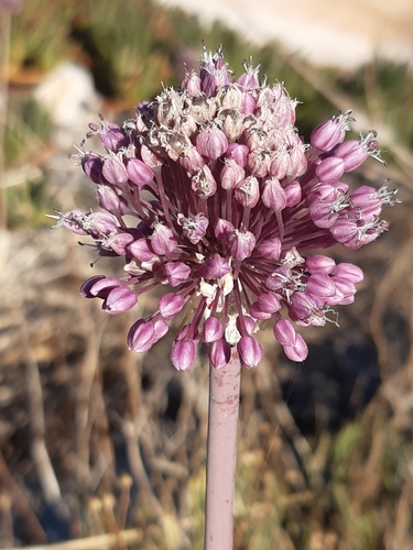 Maritime Wild Leek (Allium commutatum) · iNaturalist