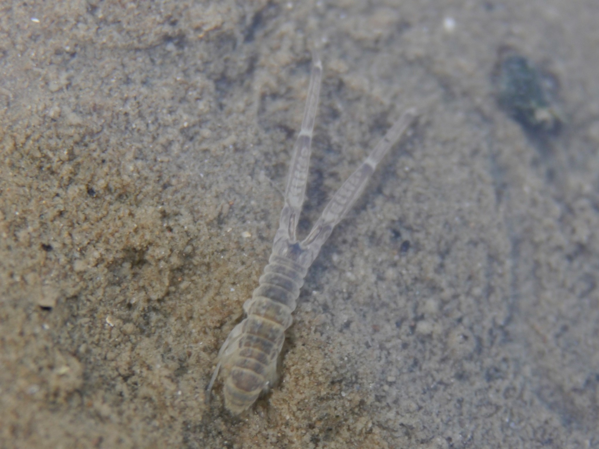 Corophium volutator (Pallas, 1766)