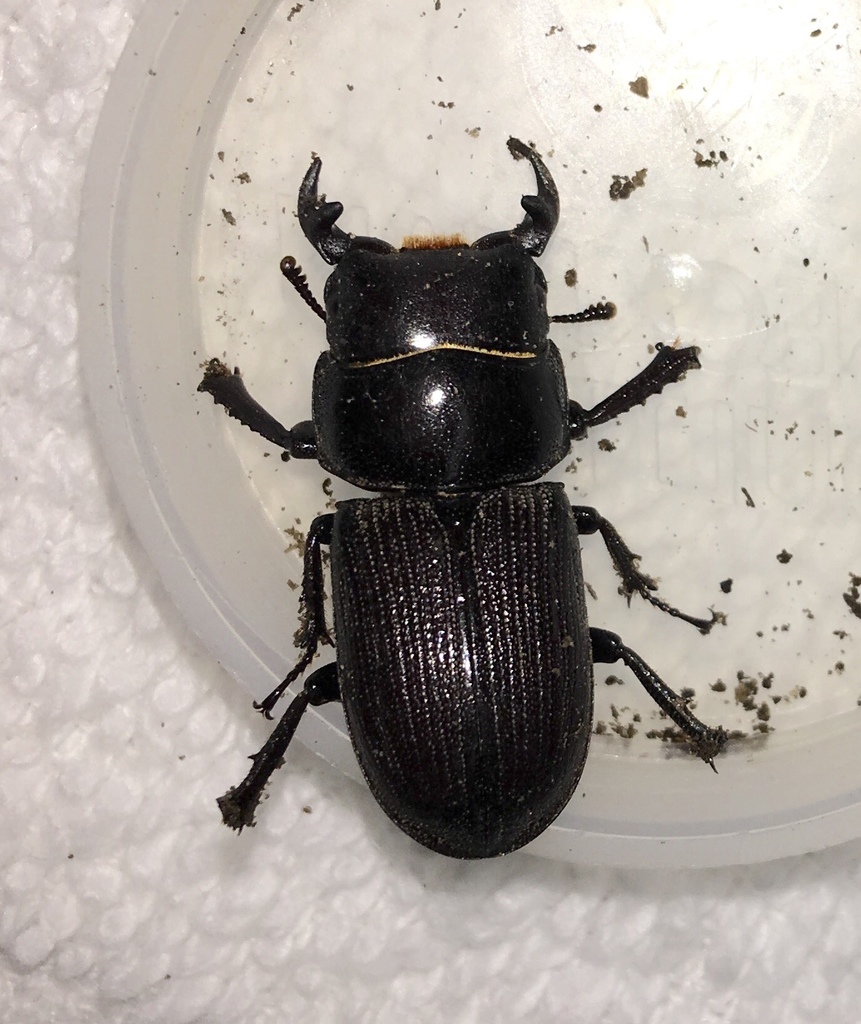 Antelope Beetle (Coleoptera of Ohio) · iNaturalist