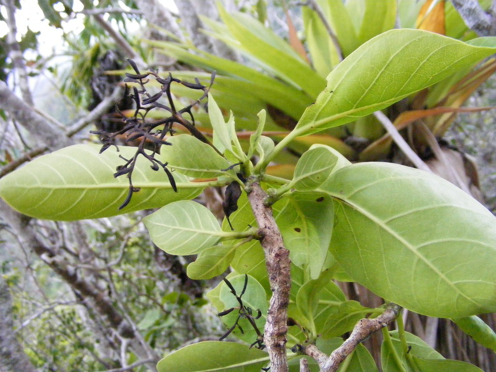 (Pisonia jamaicensis) - Botanical Realm
