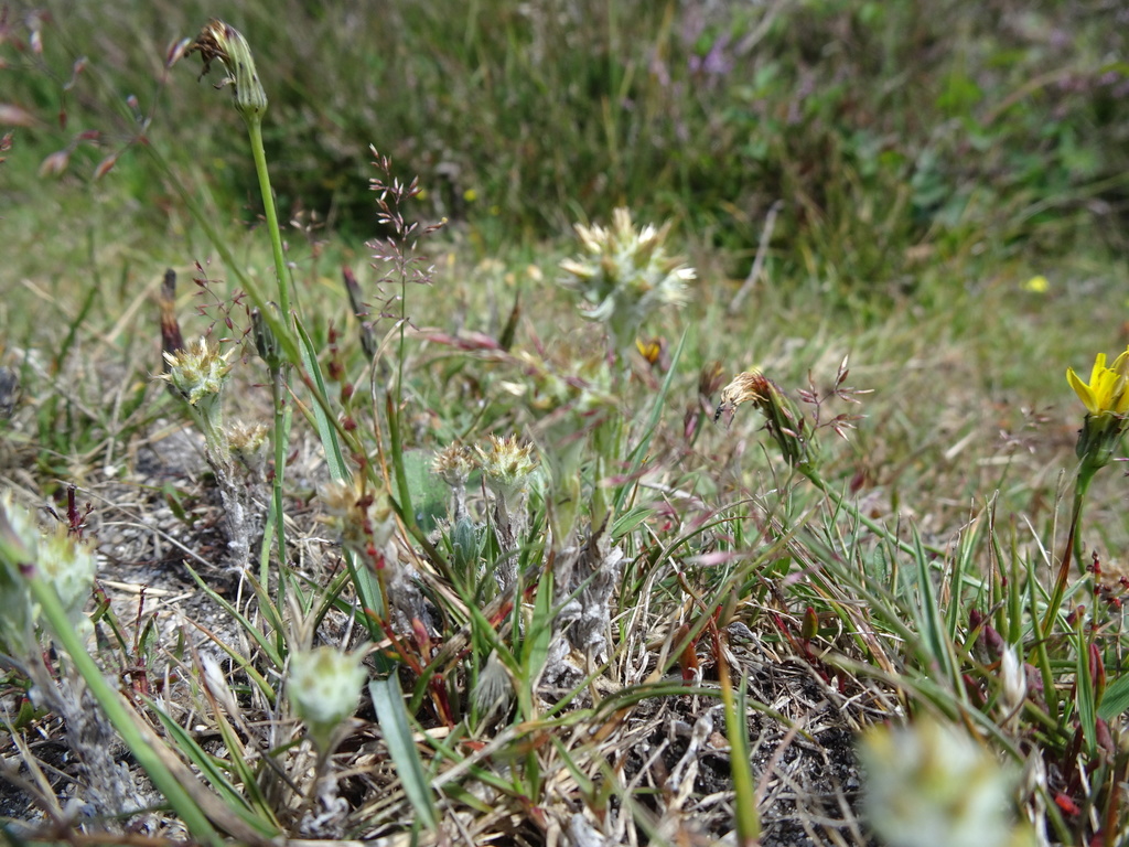 Common Cudweed from New Forest, England, UK on July 16, 2020 at 12:26 ...