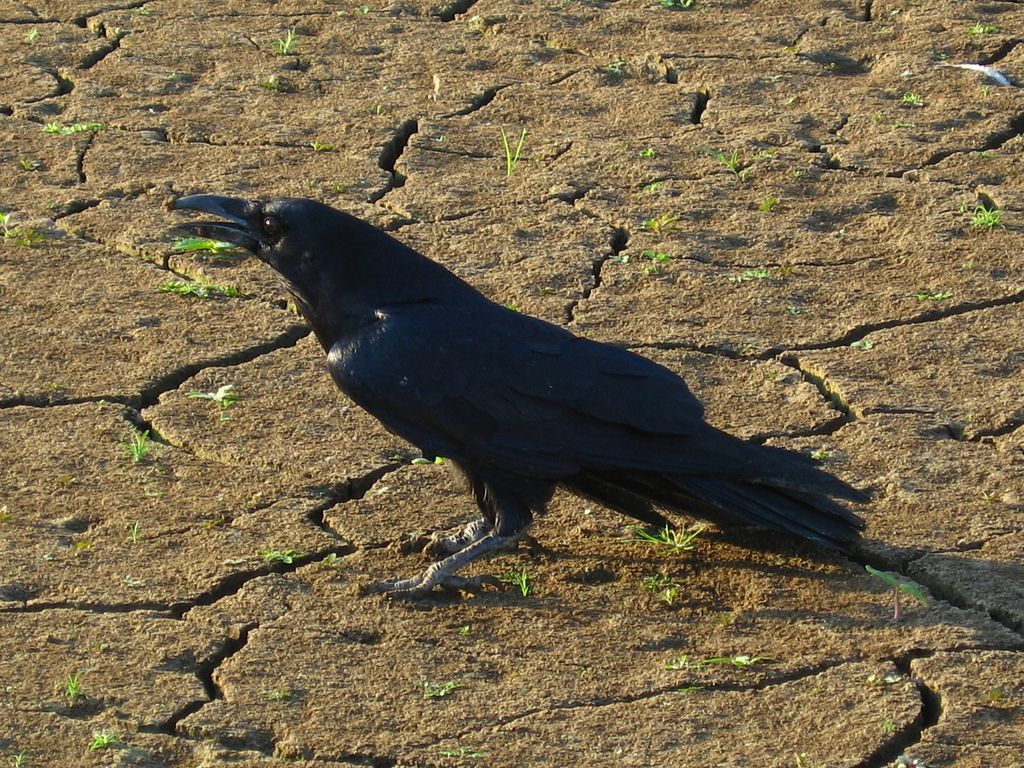 Common Raven from Metztitlán, Hgo., México on December 21, 2007 at 08: ...