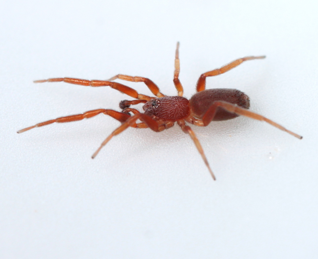 Prodidomus amaranthinus from Be'er Sheva, Israel on February 23, 2020 ...