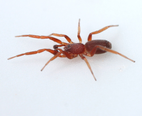 Genus Prodidomus · iNaturalist United Kingdom