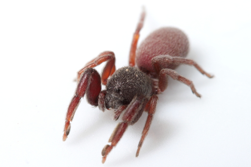 Common Palp-footed Spiders from Be'er Sheva, Israel on February 23 ...