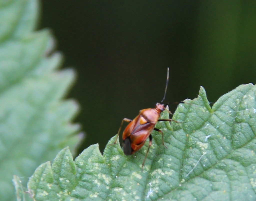 red-spotted plant bug from Bremen-West, Bremen, Deutschland on July 17 ...