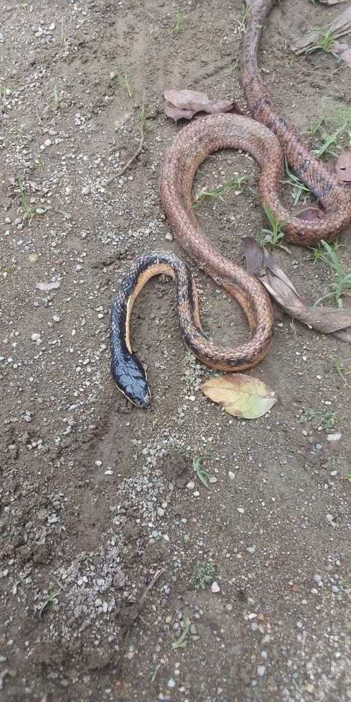 Puffing Snake from Timbiquí, Cauca, Colombia on June 26, 2020 at 03:03 ...