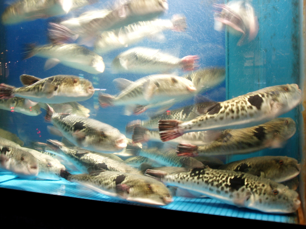 Tiger Puffer (Takifugu rubripes) - Marine Life Identification