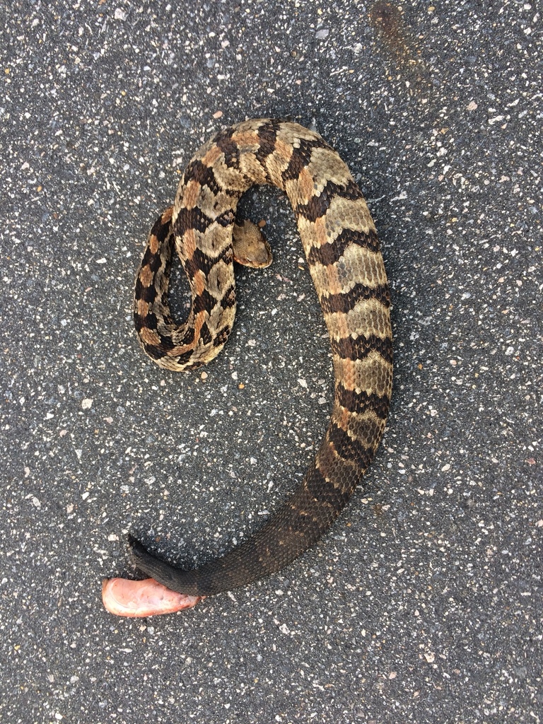 Timber Rattlesnake in June 2017 by Stephen · iNaturalist