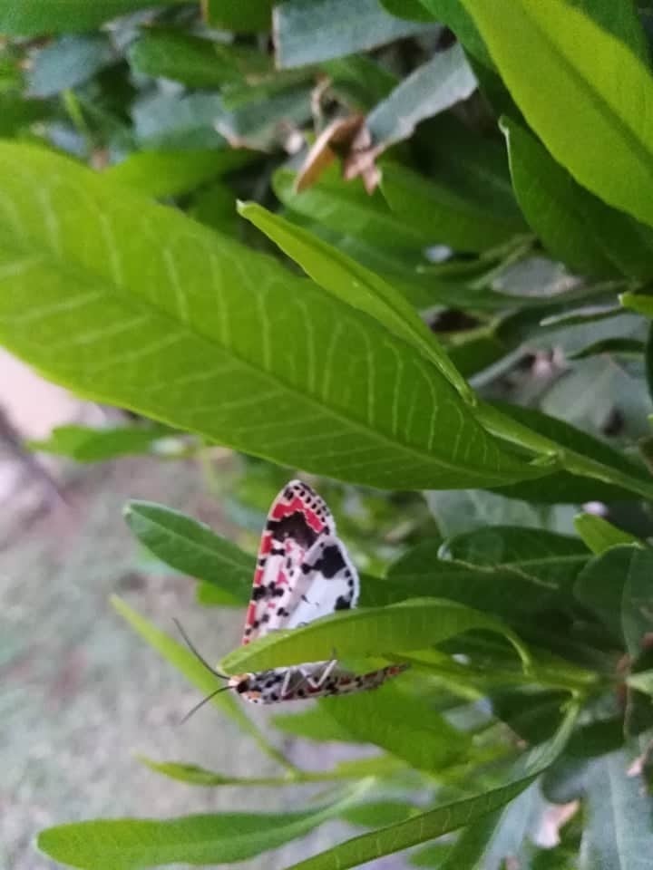 Crimson-speckled Flunkey from Bakhtiari, Erbil, Iraq on July 16, 2020 ...