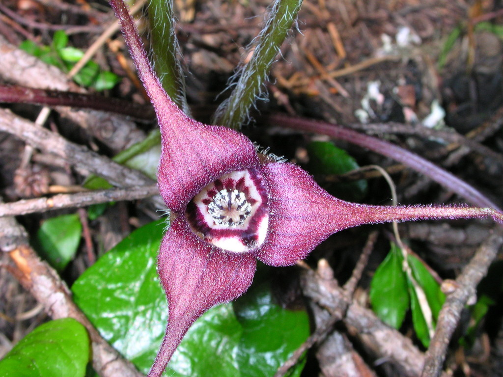 wild gingers (Piperales of the Pacific Northwest) · iNaturalist