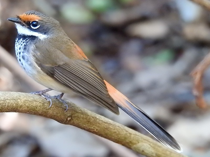 Rufous Fantail (Rhipidura rufifrons) (Birds of the Sunshine Coast ...
