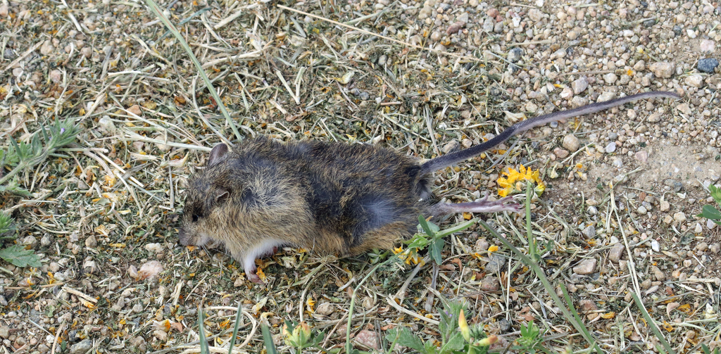 Meadow Jumping Mouse from Carbon County, MT, USA on July 17, 2016 at 10 ...