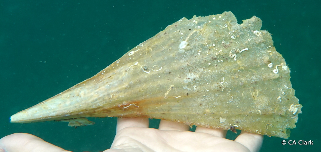 Pinna carnea Gmelin, 1791