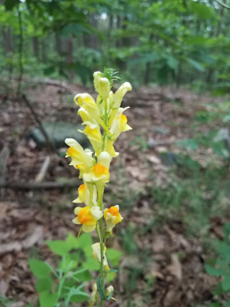 Hybrid Toadflax (Noxious Weeds of Colorado) · iNaturalist