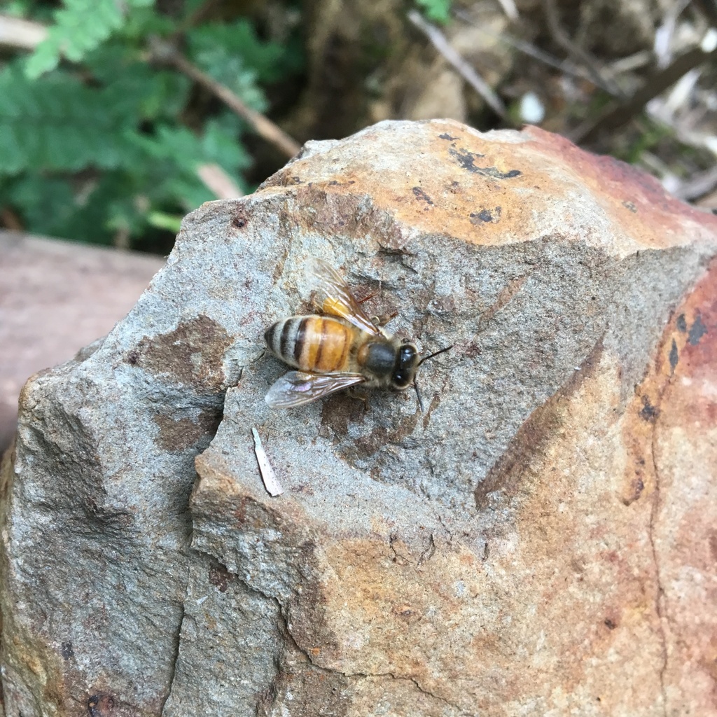 Western Honey Bee in September 2017 by Angel · iNaturalist