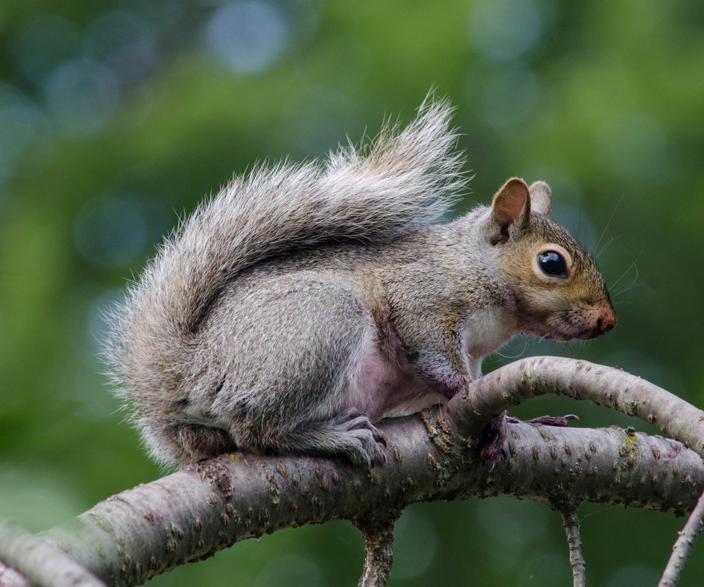 Pennsylvania Gray Squirrel (Sciurus carolinensis pennsylvanicus) - Know ...