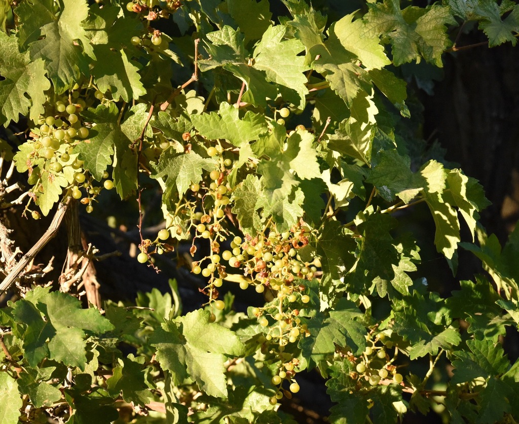 canyon wild grape from Clark County, NV, USA on July 16, 2020 at 05:34 ...