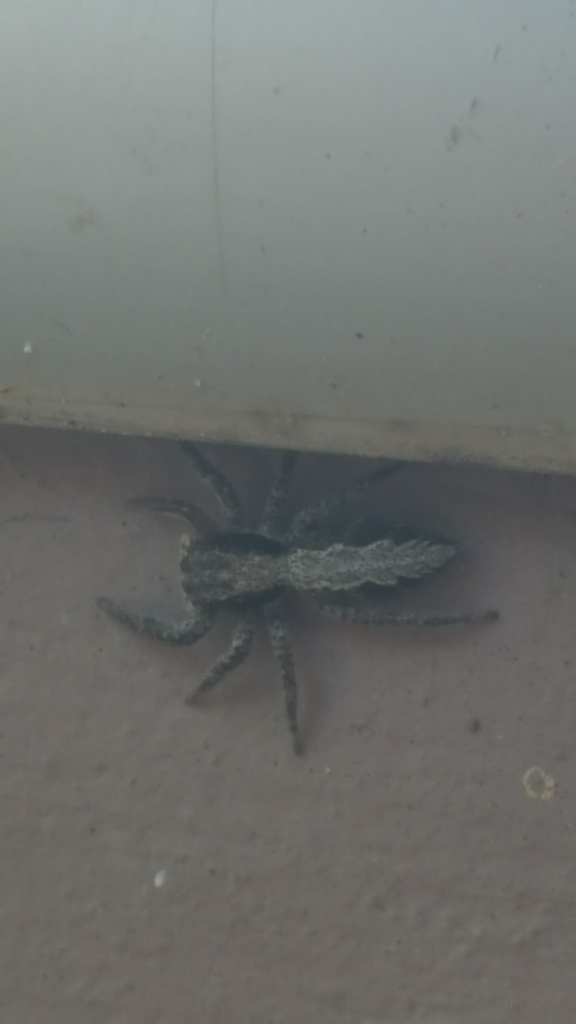 California Flattened Jumping Spider from Westlake Village, CA 91361 on ...