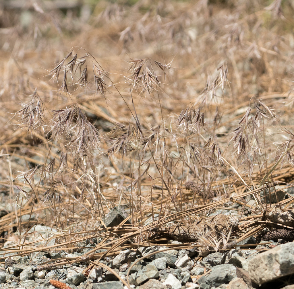 Cheatgrass (Noxious Weeds of Colorado) · iNaturalist