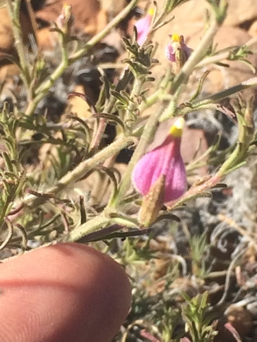 Semi-parasitic Plants Life List, coreyjlange · iNaturalist