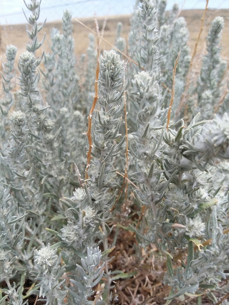 Winterfat from Nunn, CO 80648, USA on July 17, 2020 at 12:32 PM by ...