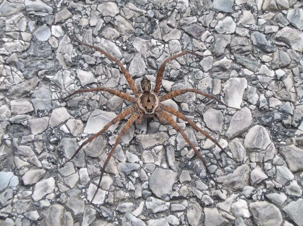 Banded Fishing Spider from Haldimand-Norfolk, CA-ON, CA on June 17 ...