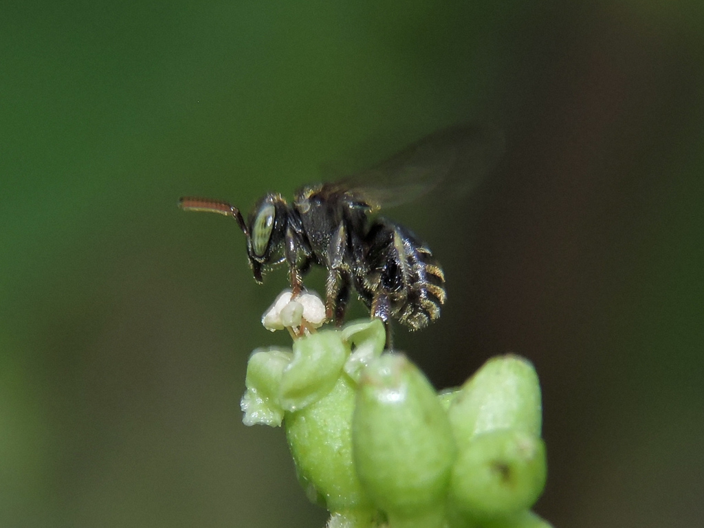 Mexican Pitted-Stingless bee from Yelapa, Jalisco, Mexico on June 16 ...