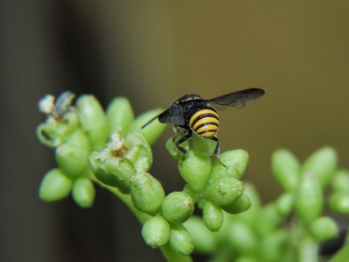 Agnate Pitted-Resin bee (Anthodioctes agnatum)