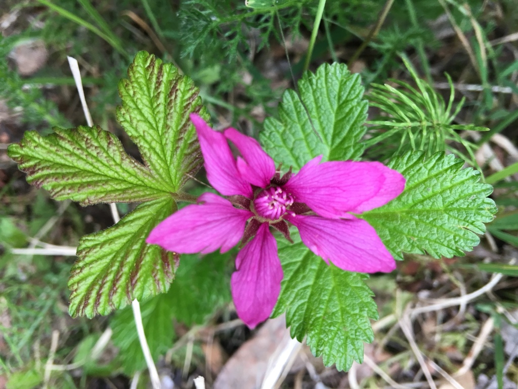 Arctic raspberry (Rubus arcticus) - Botanical Realm