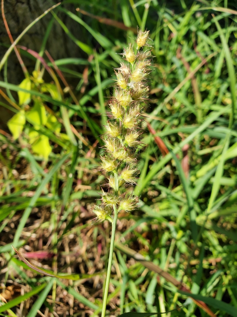 Southern Sandbur from 709台灣台南市安南區臺灣歷史博物館(慶和路) on July 18, 2020 at 07:42 ...