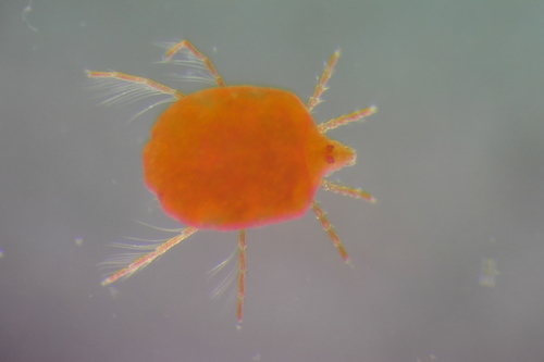 Red Freshwater Mite (Limnochares americana)