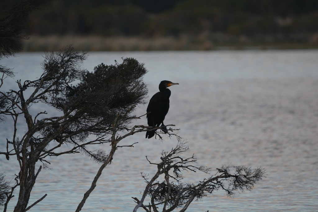 Great Cormorant from Ventnor VIC 3922, Australia on August 25, 2019 at ...