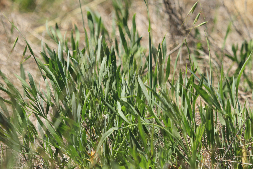 Kellogg's yampah (Perideridia kelloggii) - Botanical Realm