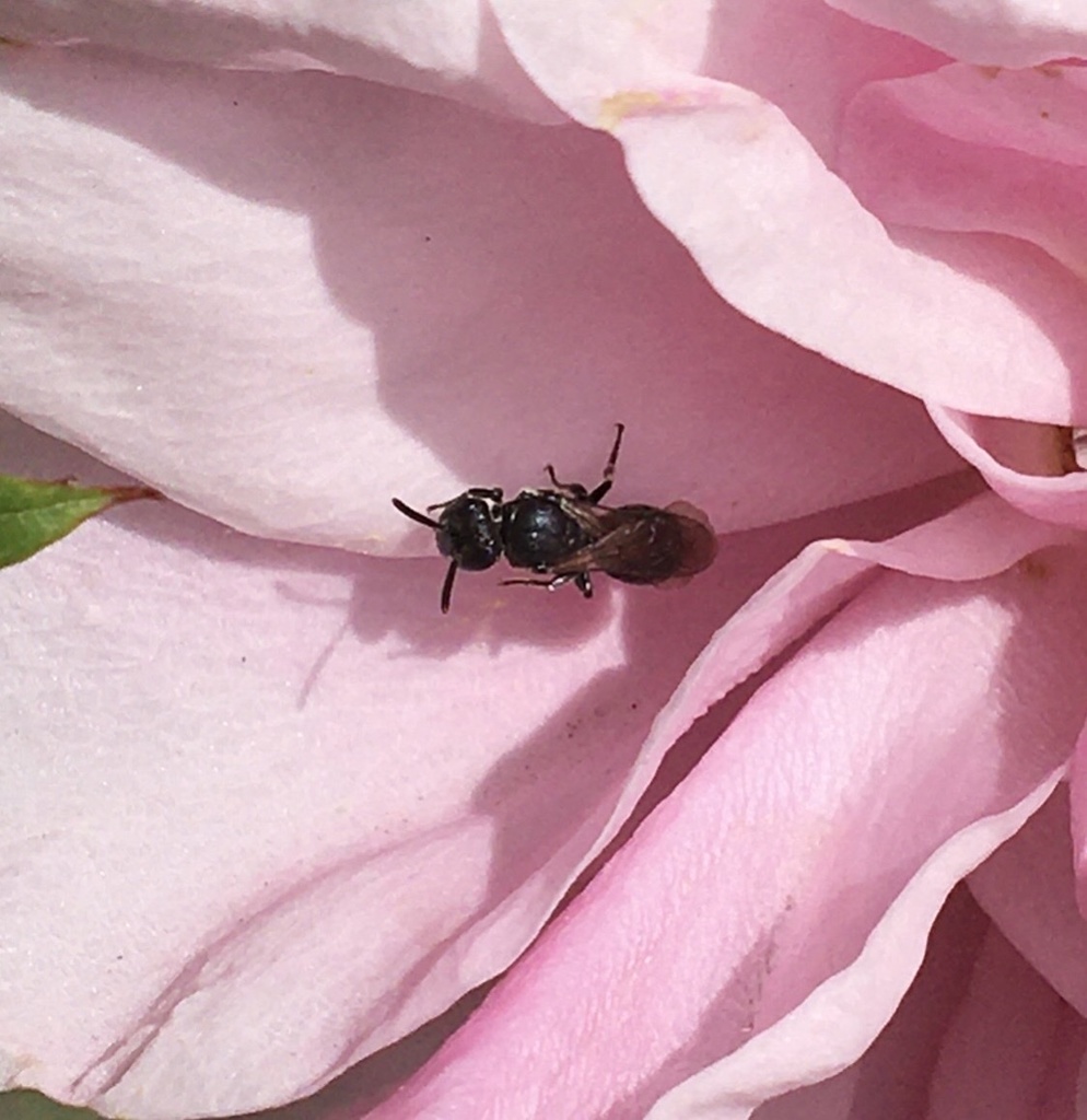 Bees from Douglas Ridge Close SE, Calgary, AB, CA on July 17, 2020 at ...