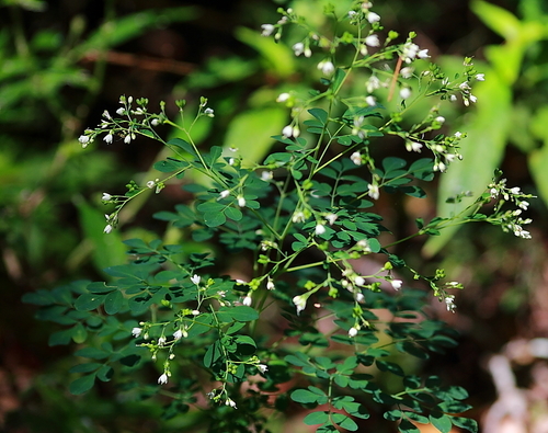 Variety Boenninghausenia albiflora albiflora · iNaturalist