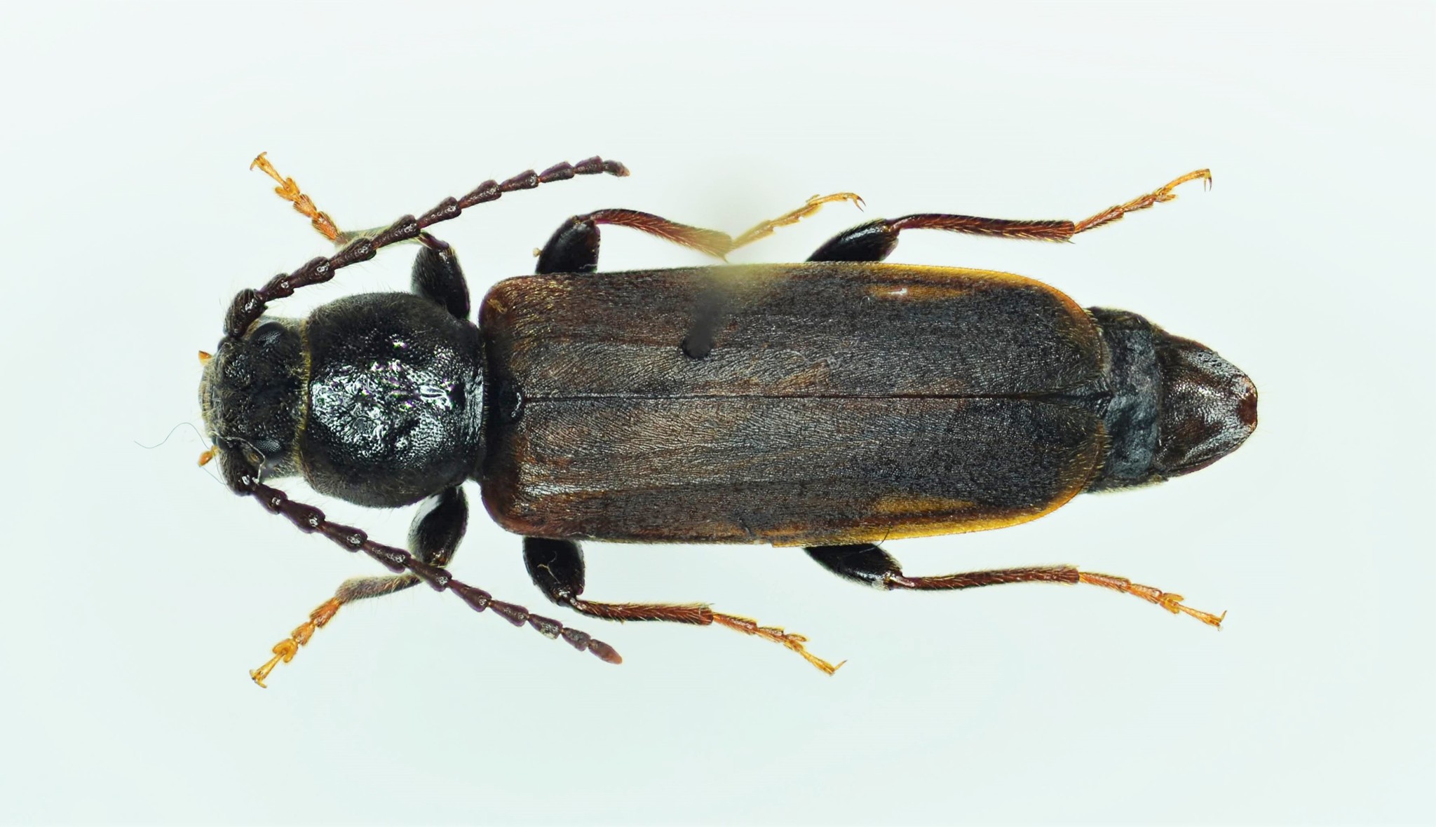 Tetropium cinnamopterum Kirby, 1837