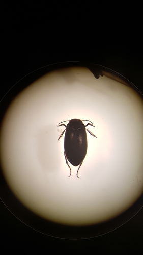 Hydroporus morio · iNaturalist