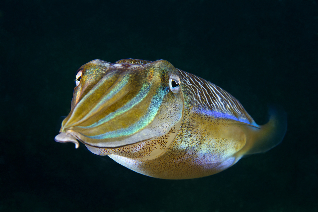 Mourning Cuttlefish from Swansea NSW 2281, Australia on February 15 ...