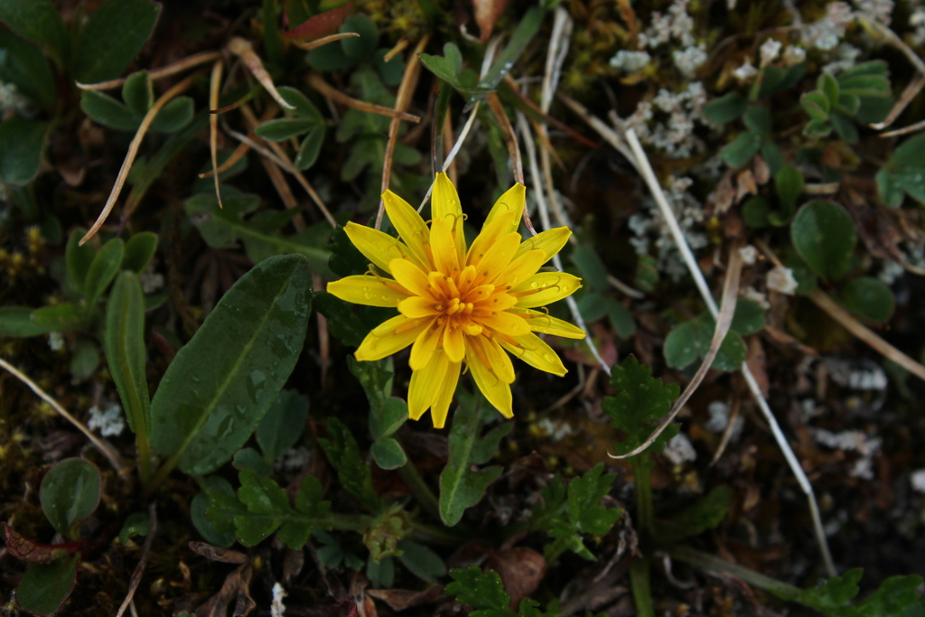 Alaska Dandelion from Yukon, YT, Canada on July 15, 2020 at 04:32 PM by ...