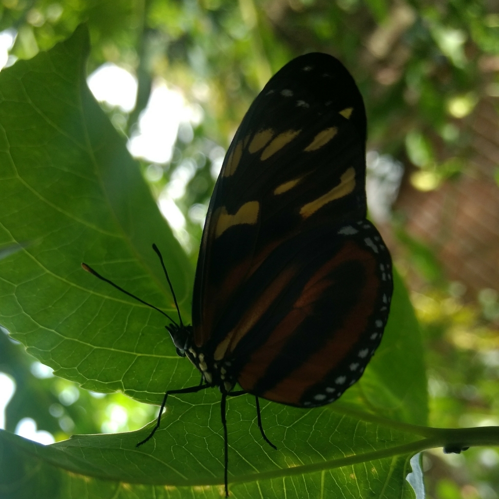 Eueides isabella eva from Las Minas, Xalapa-Enríquez, Ver., México on ...