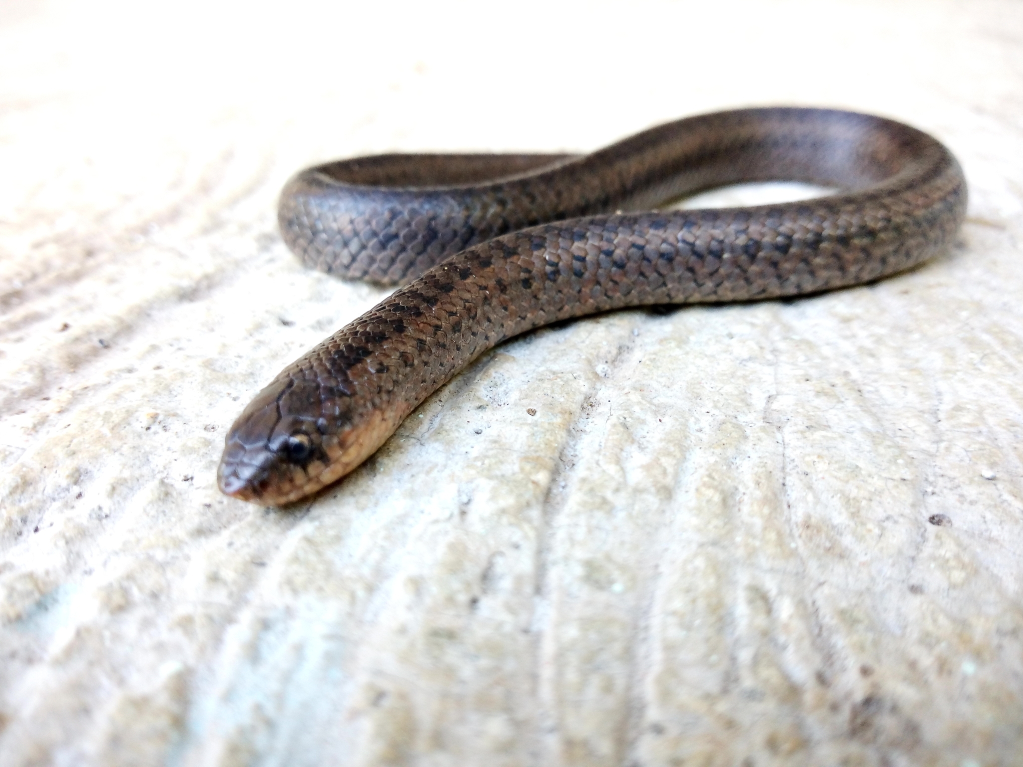 Conopsis biserialis (Taylor & Smith, 1942)