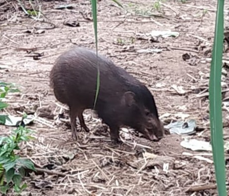 Pygmy Hog by Rajkamal Goswami · iNaturalist
