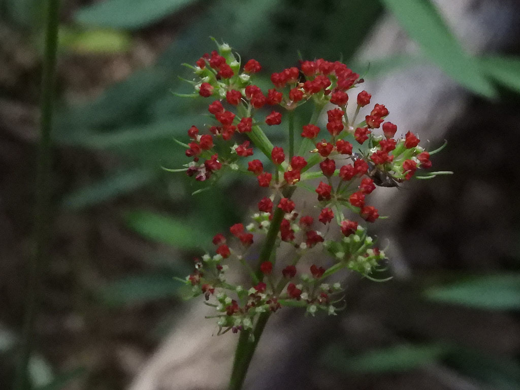 Alpine False Springparsley from Coconino County, AZ, USA on July 14 ...