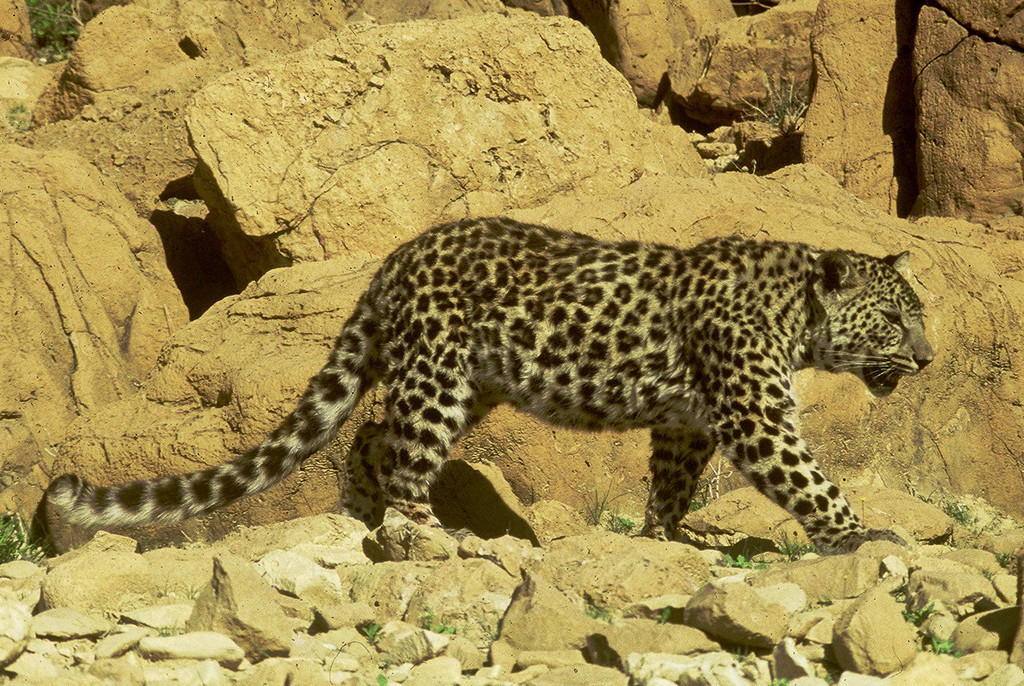 Arabian Leopard (Panthera pardus nimr) - Know Your Mammals