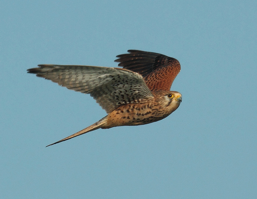 Eurasian Kestrel (Flora and Fauna of Bandhavgarh National Park, India ...